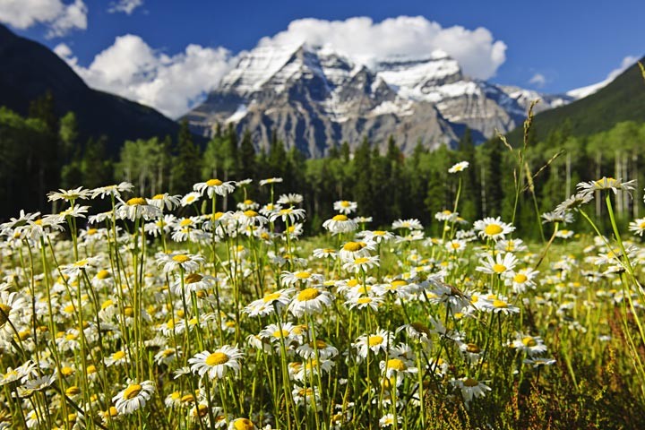 Why Stay at Mount Robson Mountain River Lodge?